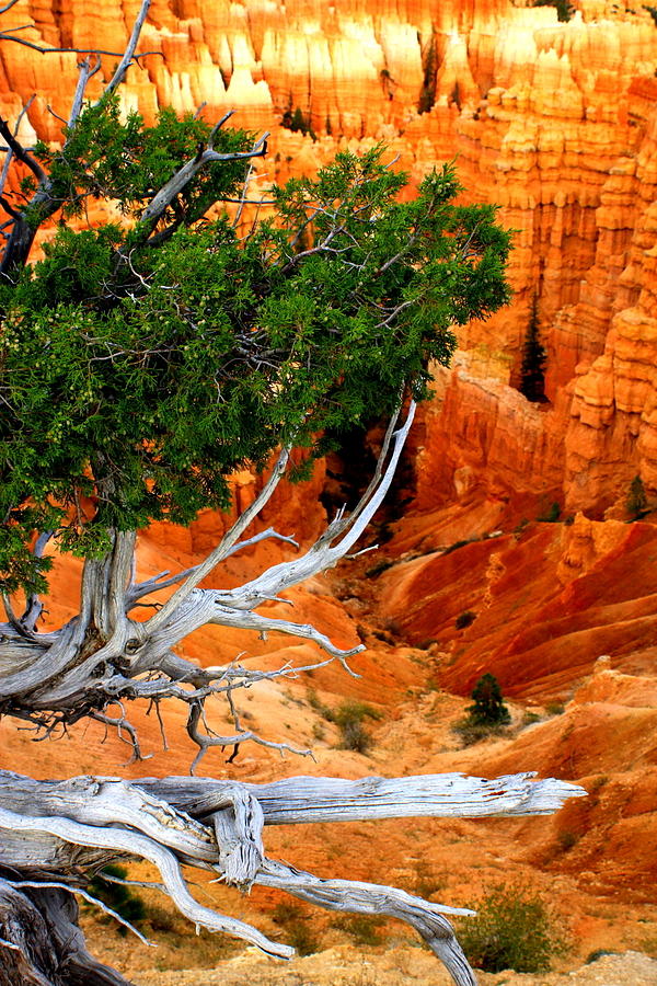 Enduring Photograph by Sonya Anthony - Fine Art America