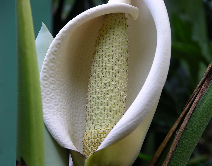 Enfolded Photograph by Adele Greenfield - Fine Art America