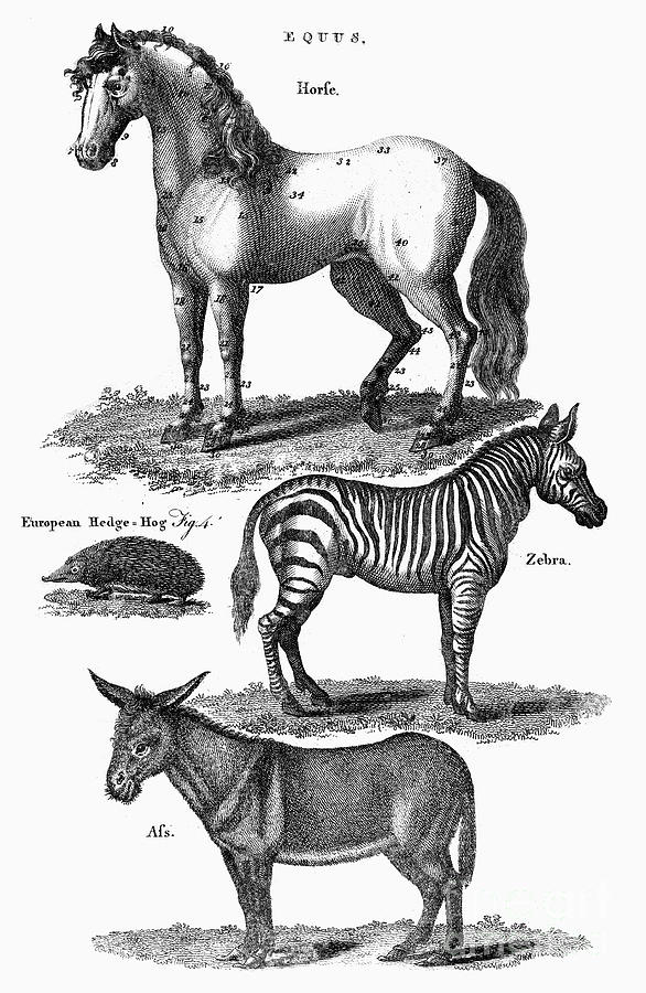 Equus Photograph by Granger - Fine Art America