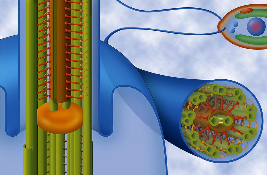 Eukaryotic Flagellum Structure, Artwork Photograph by Art For Science Eukaryotic Flagellum Structure, Artwork Photograph by Art For Science