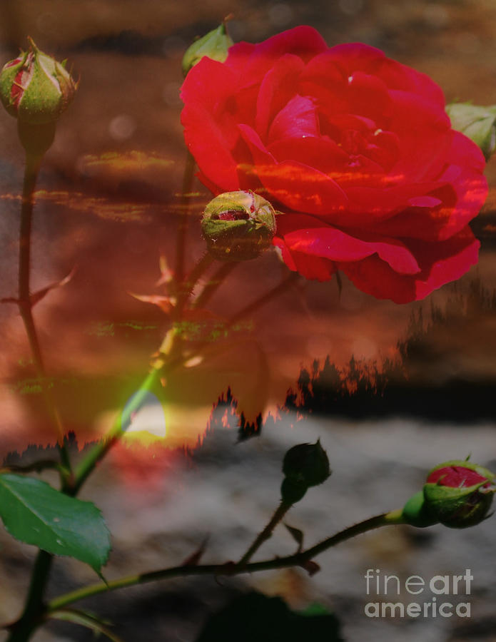Evening Rose Photograph by Dwayne Cain - Fine Art America