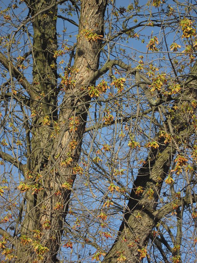 Evening Tree Photograph by Guy Ricketts - Fine Art America