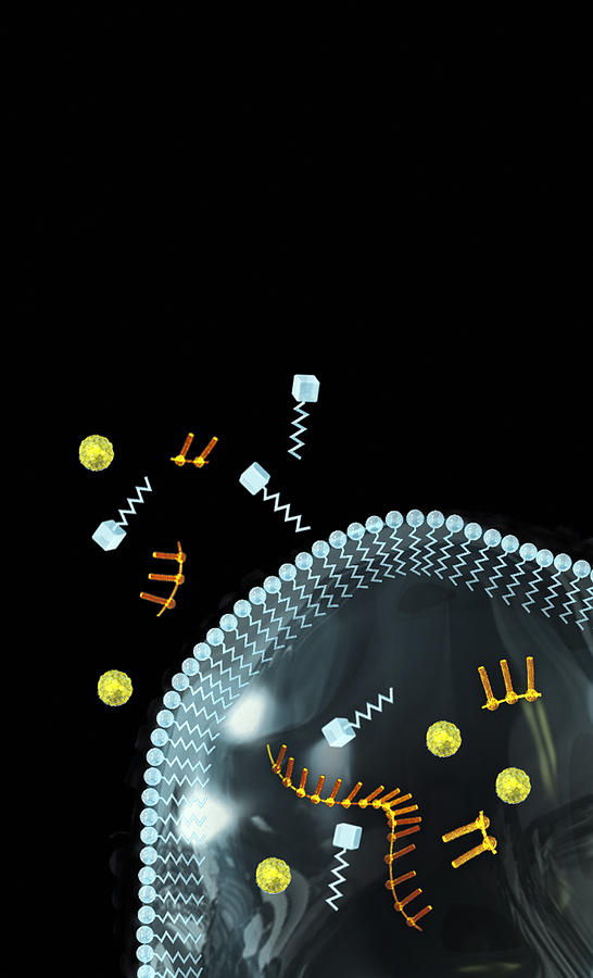 Evolving Protocell, Artwork Photograph by Henning Dalhoff - Fine Art ...