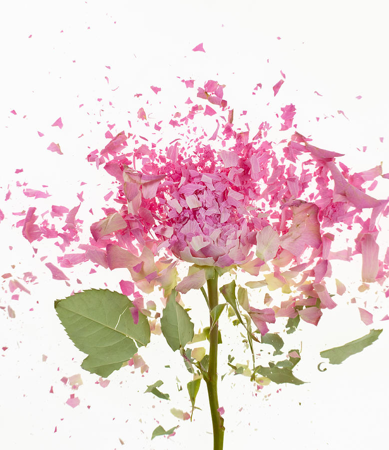 Exploding Pink Rose Photograph by Don Farrall