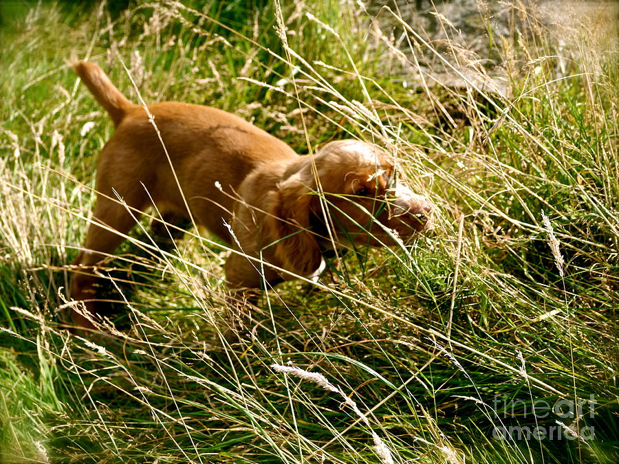 Exploration Photograph by Lucy Millar | Fine Art America