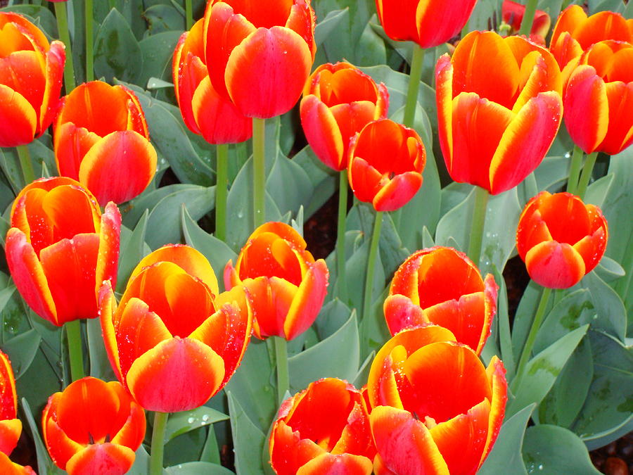 Explosion Photograph by Donna J Slatton | Fine Art America