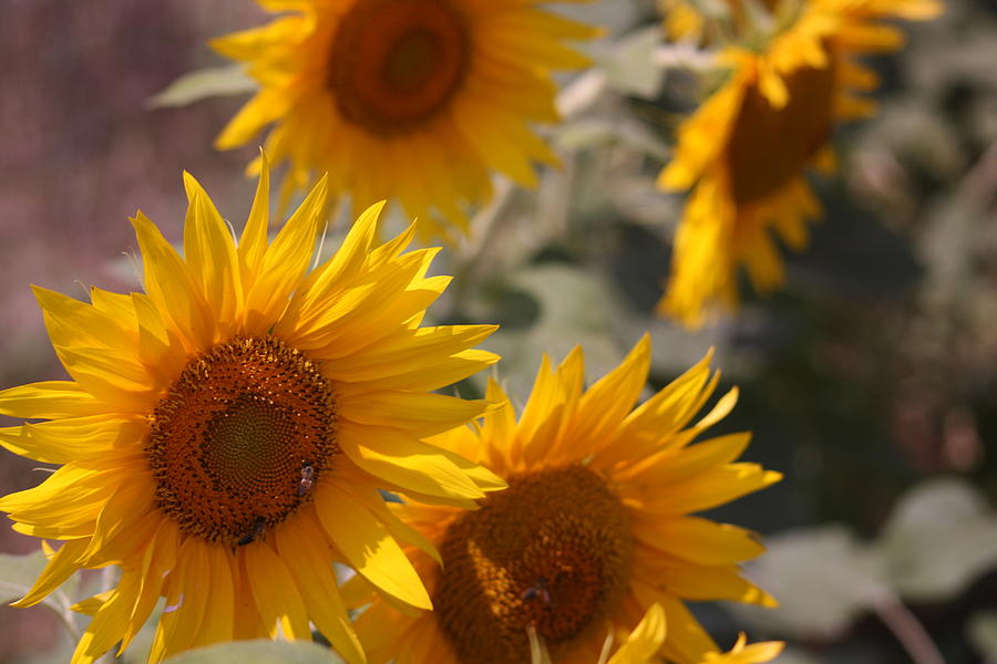 Facing the sun Photograph by Annelly Wightman | Fine Art America