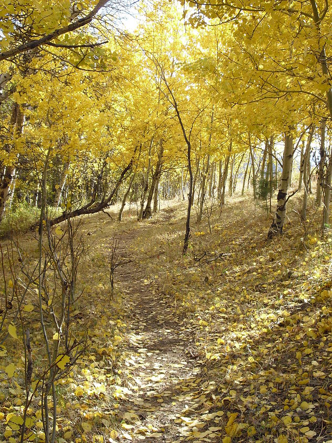 Fall Color Trail Photograph by Sava Mathou - Fine Art America