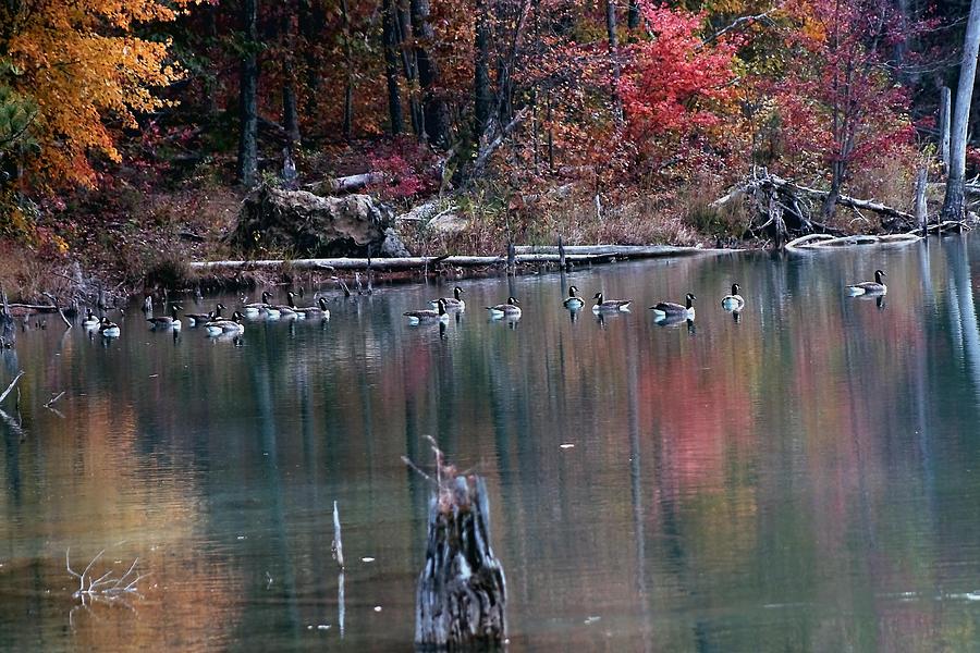 Fall Colors Graystone Photograph by James Harris | Fine Art America