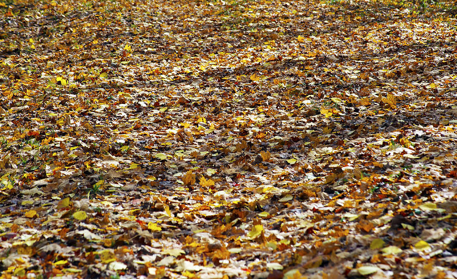 Fall Floor Photograph by Elaine Mikkelstrup - Fine Art America