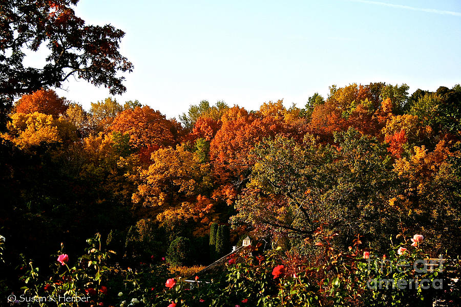 Fall Foliage And Roses Photograph by Susan Herber - Fine Art America