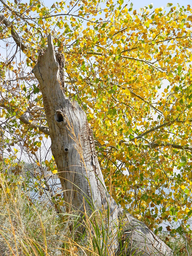 Fall Foliage Photograph by Brandy Fenenga - Fine Art America