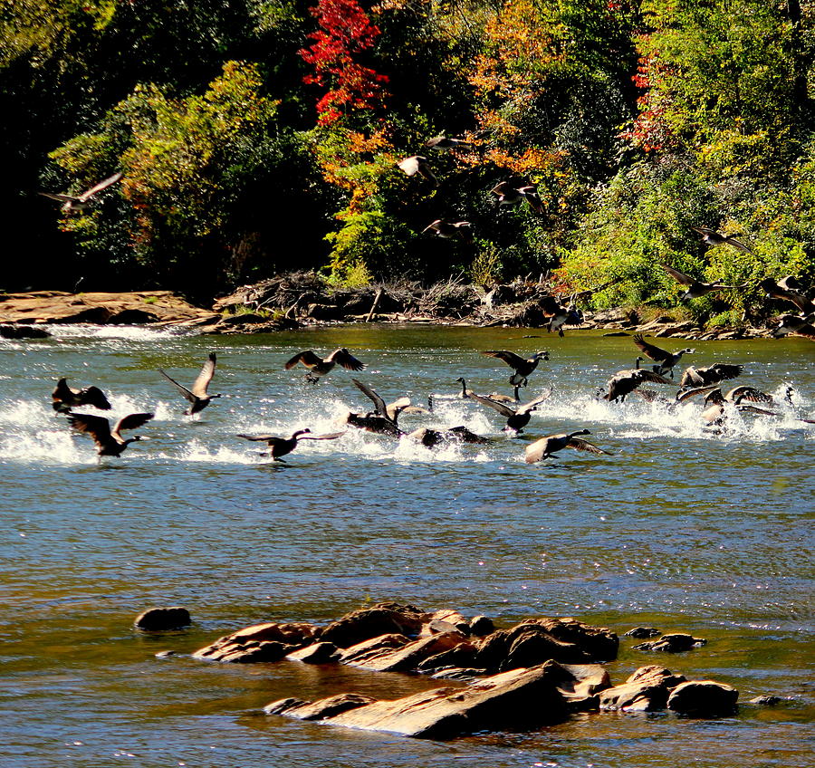Fall Geese Photograph by Lisa Scott - Fine Art America