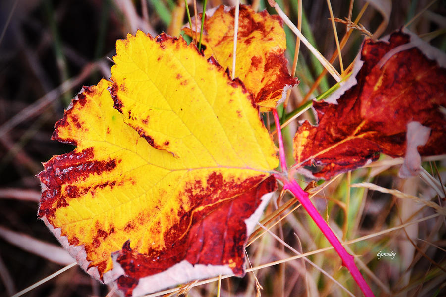 Fall Leaf 1865 Photograph by David Mosby - Fine Art America