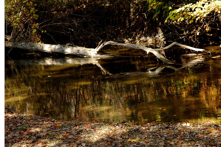 Fall Log Reflection Photograph by LeeAnn McLaneGoetz ...
