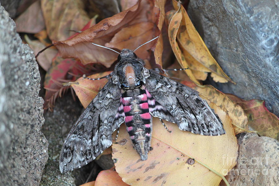 Fall Moth Photograph by Nathan Grisham - Fine Art America