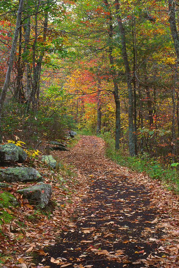 Fall Path Photograph by Jeff Clinedinst - Fine Art America