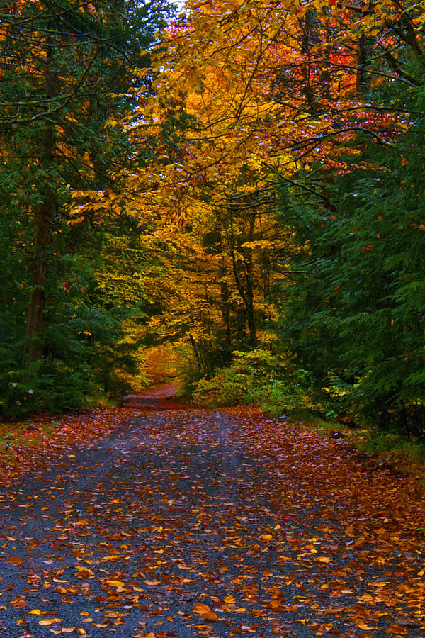 Fall Path Photograph by Mark Silk - Fine Art America