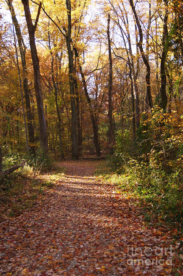 Fall Path Photograph by Tina McKay-Brown | Fine Art America