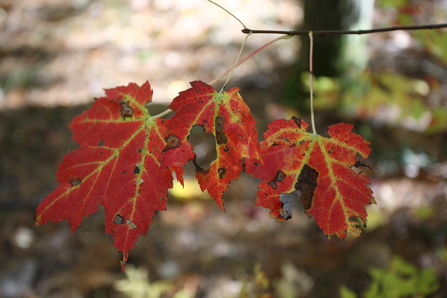 Fall Red Maple Leaves Photograph by Mark Platt - Fine Art America