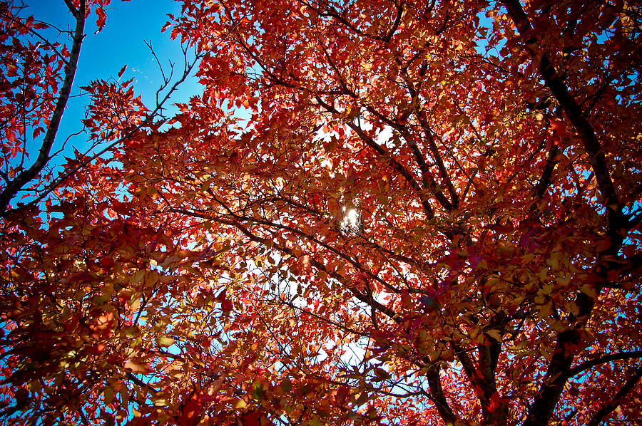 Fall Sky Photograph by Casey Barber - Fine Art America
