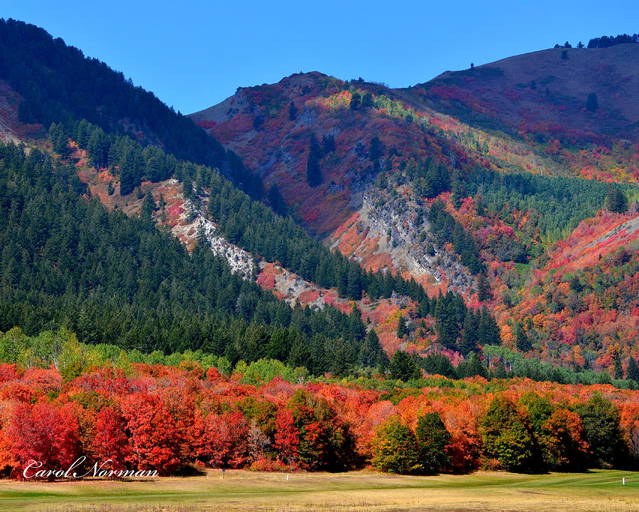 Fall Splendor Photograph by Carol Norman - Fine Art America
