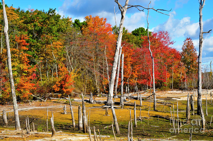 Fall Tree Line Photograph by Ben De Marco