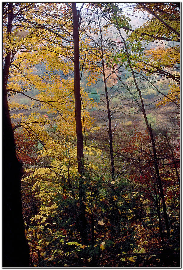 Fall Trees Photograph by Howard Wolowitz - Fine Art America