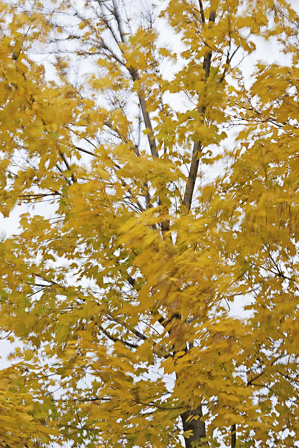 Fall Wind 1 Photograph by Steve Ohlsen | Fine Art America