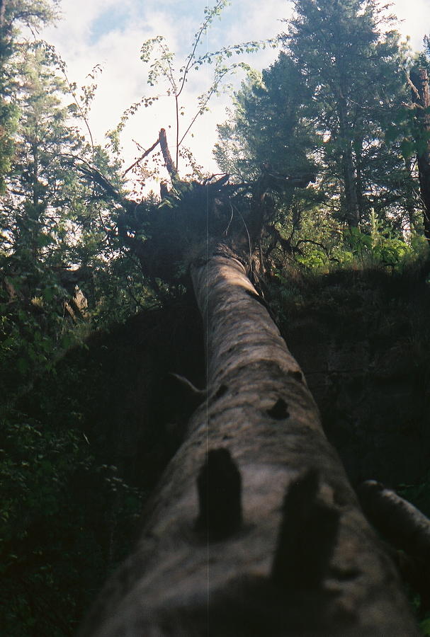 Fallen Giant Photograph by C E McConnell - Fine Art America