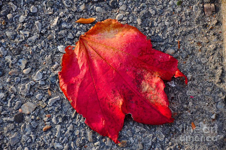 Fallen Leaf Photograph by Ginger Harris - Fine Art America