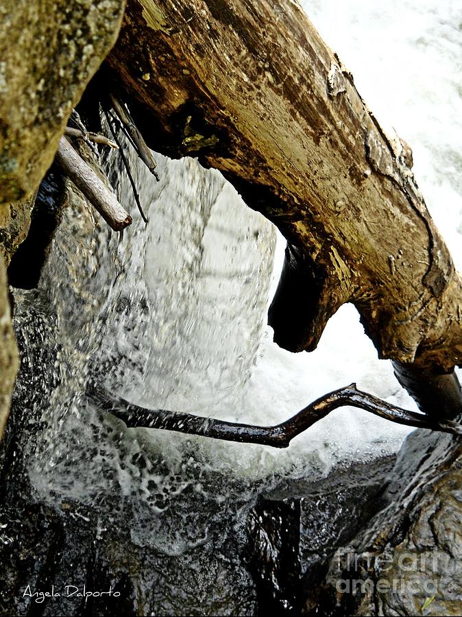 Fallen Log Photograph by Angela Dalporto - Fine Art America