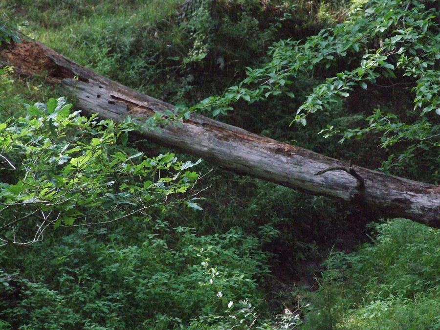 Fallen Log Drawing