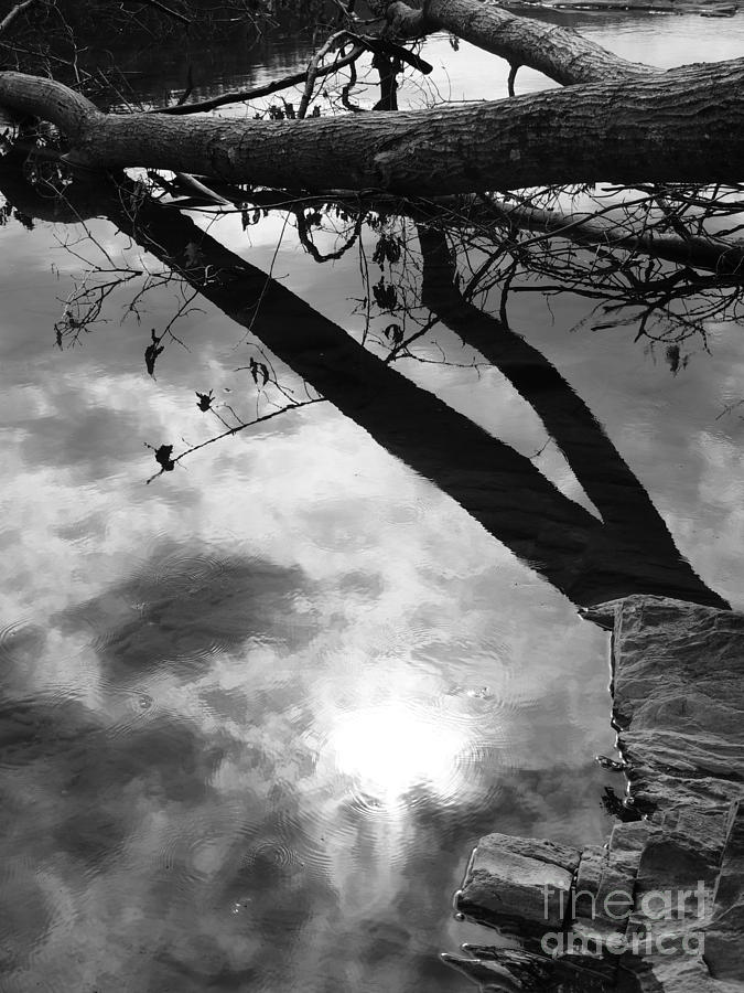 Fallen Oak Reflection Photograph by Mariah Stone - Fine Art America