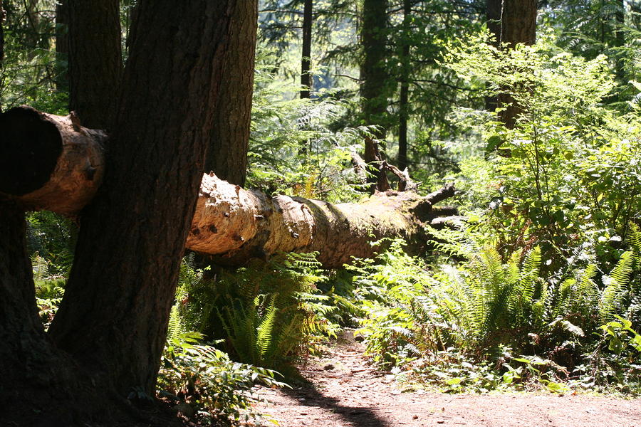 Fallen Tree Photograph by Wendi Curtis - Pixels