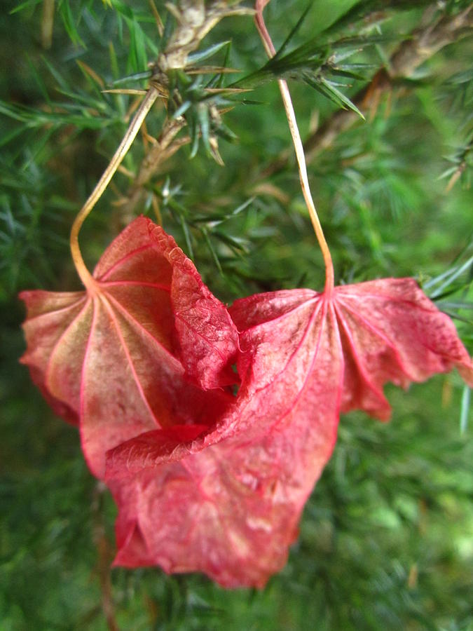 Falling Dance Photograph by Lynn Dodds - Fine Art America