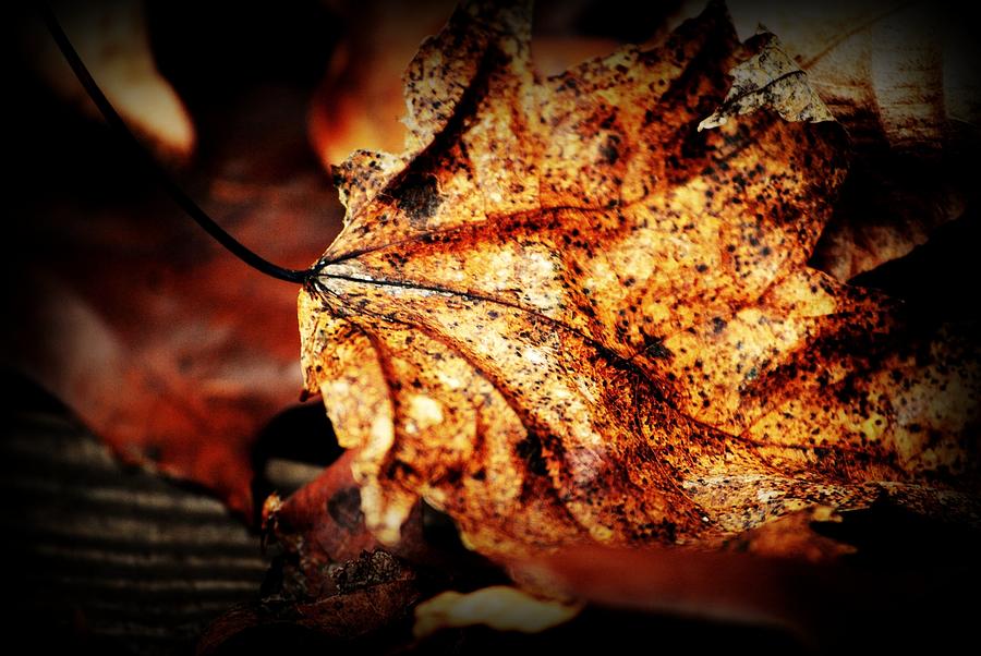 Falling Leaf Photograph by Cheyenne Booth - Fine Art America