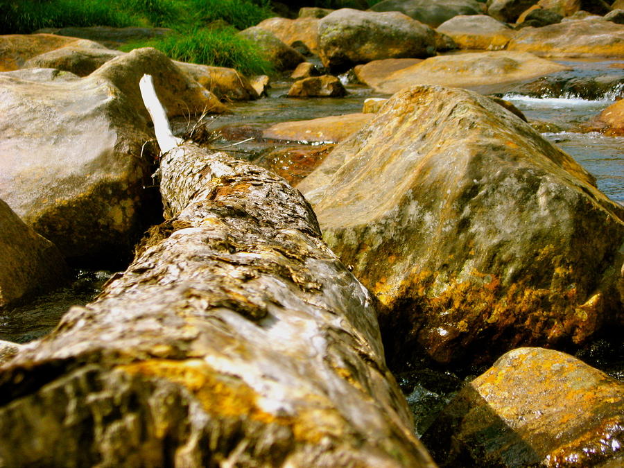 Falling tree Photograph by Tim Thoms - Fine Art America