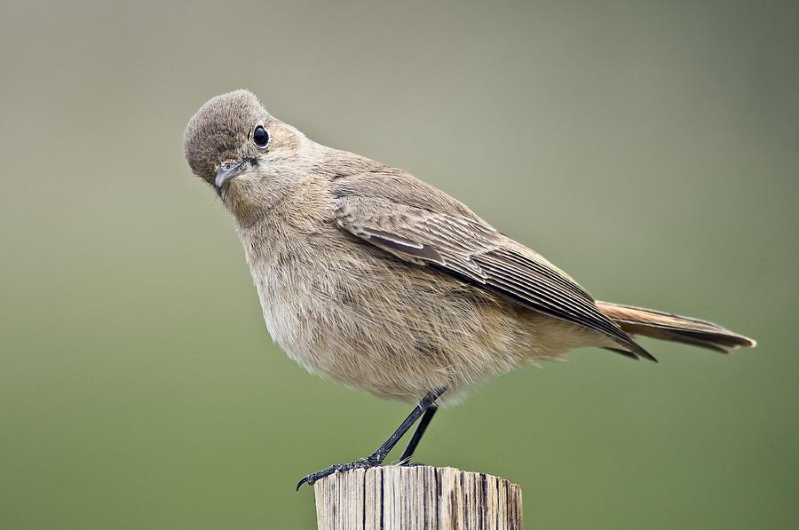 Familiar Chat Photograph by Peter Chadwick | Fine Art America