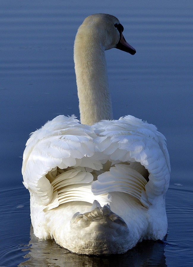 Feather fluff Photograph by Brian Stevens - Pixels