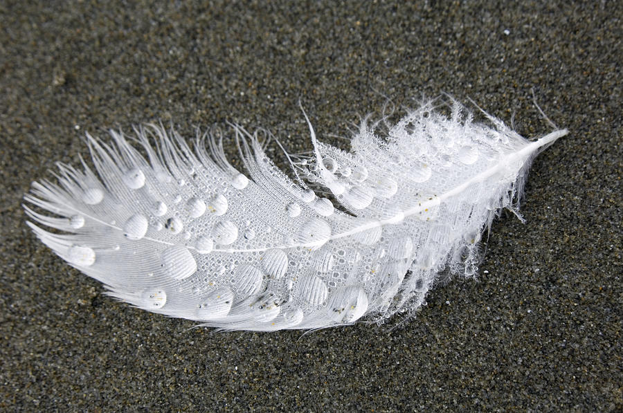 Feather by Science Photo Library