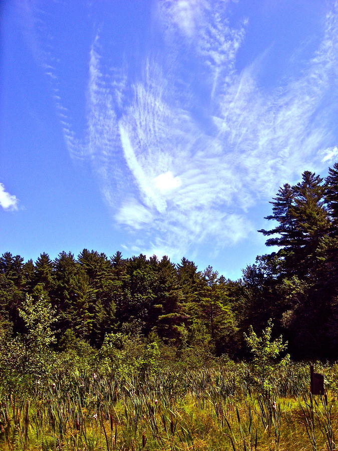 Feather sky Photograph by Tim Thoms - Fine Art America