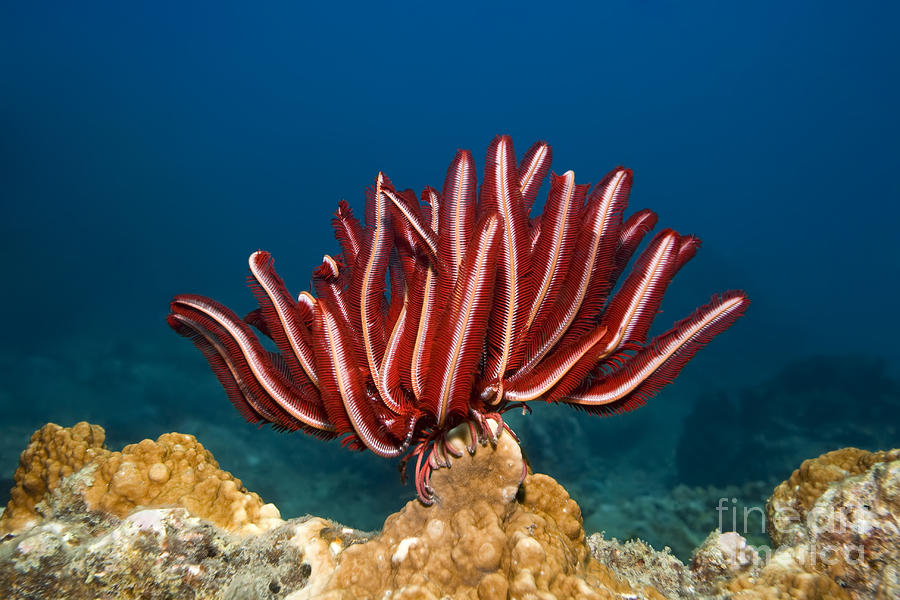 Feather star Photograph by MotHaiBaPhoto Prints - Fine Art America