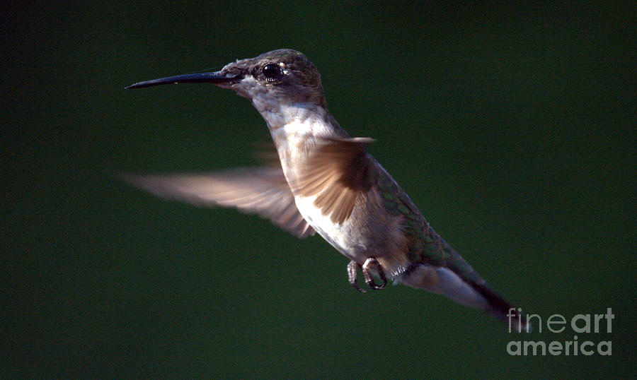 Female Ruby Throat Hummingbird Photograph by Colin Thomson | Fine Art ...