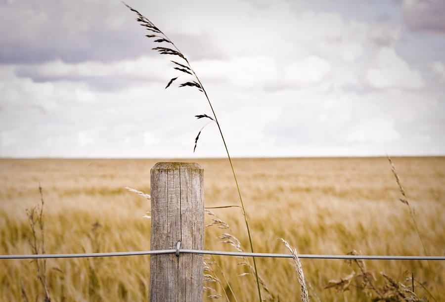 Fence post Photograph by Tom Gowanlock - Fine Art America