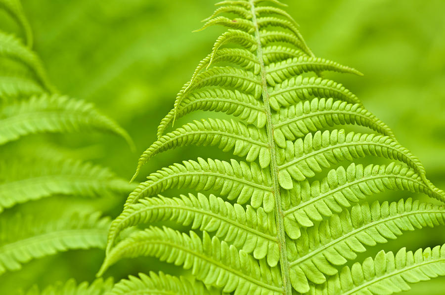 Fern Photograph by Karin Haas - Pixels