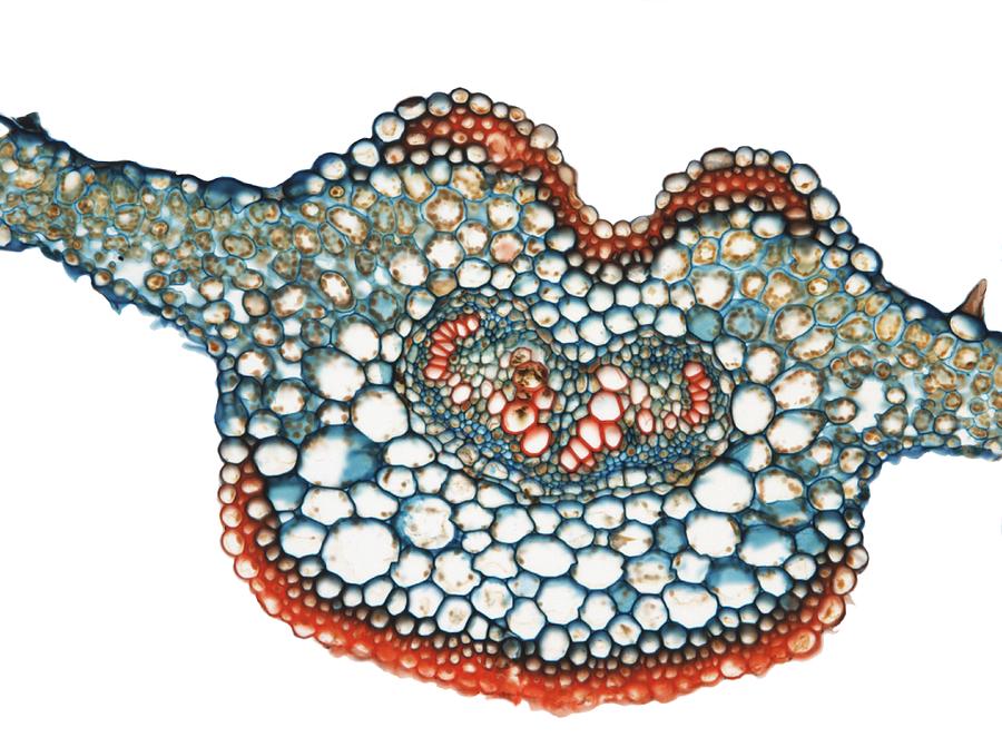 Fern Leaf, Light Micrograph by Steve Gschmeissner / Science Photo Library