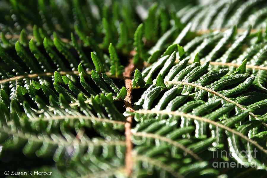 Fern Patterns Photograph by Susan Herber - Pixels