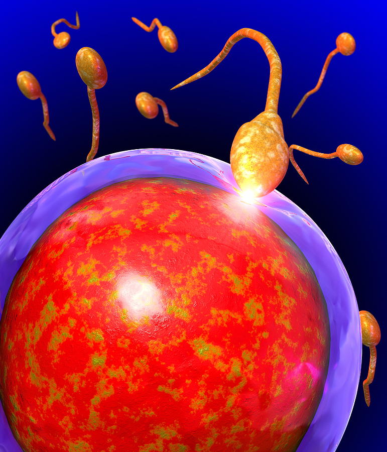 Fertilisation by Science Photo Library