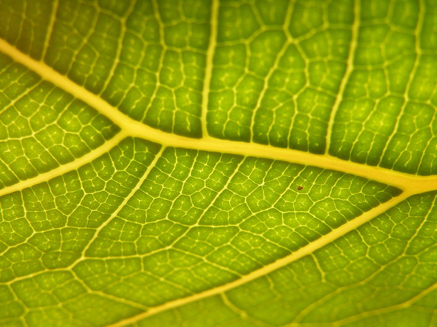 Ficus leaf Photograph by Claire Plowman - Fine Art America